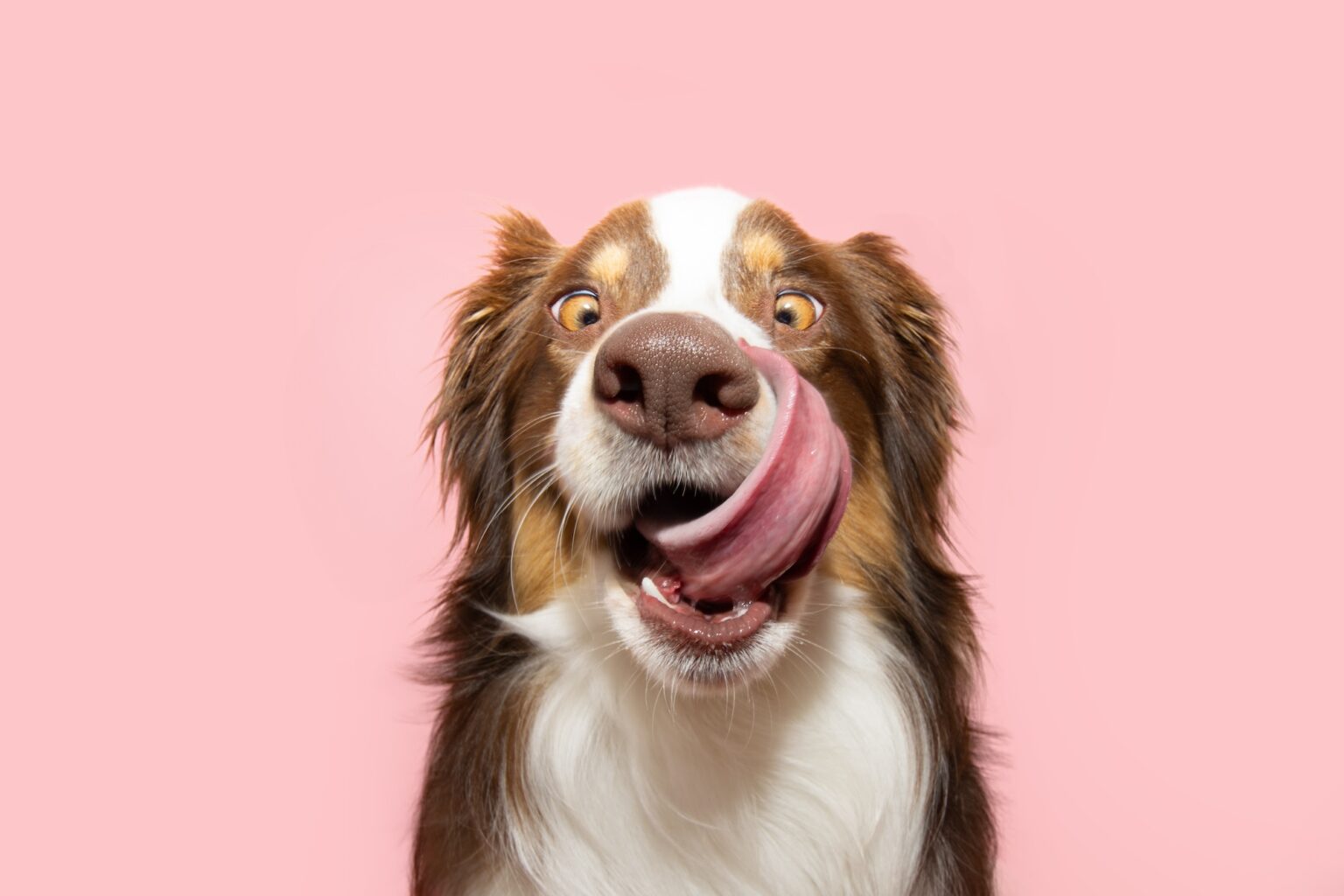 Mersey Vets | Compassionate Care Anywhere